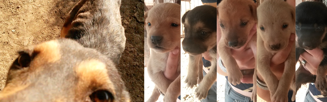 Un rescate que cambió 8 vidas | RED ANIMALIA