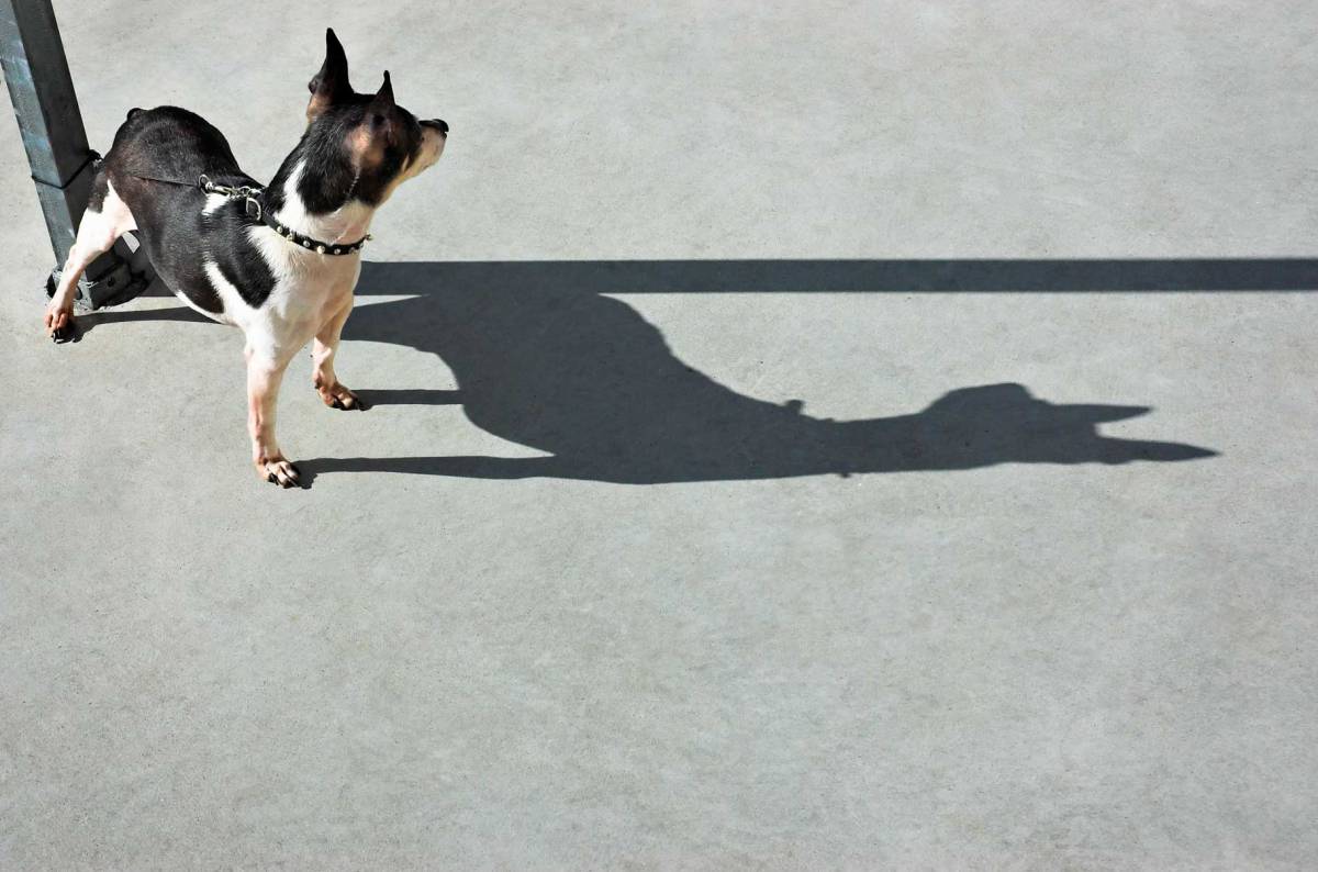 El daño de amarrar a un perro mucho tiempo | RED ANIMALIA